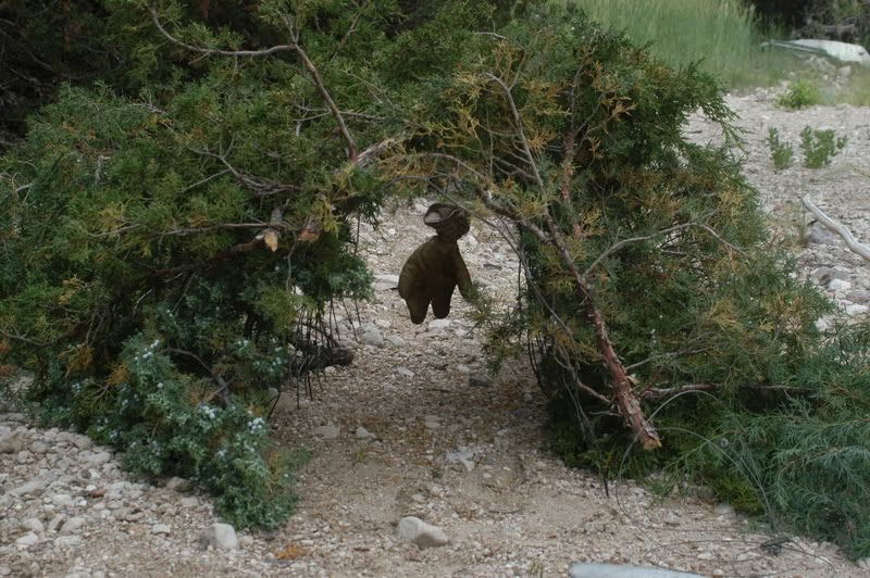 Trapping Supplies Review: Snare Set for Bobcats