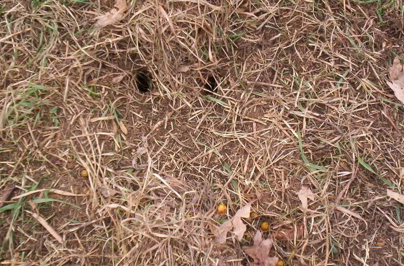 Trapping Supplies Review: Double-hole Trap Set for Fox