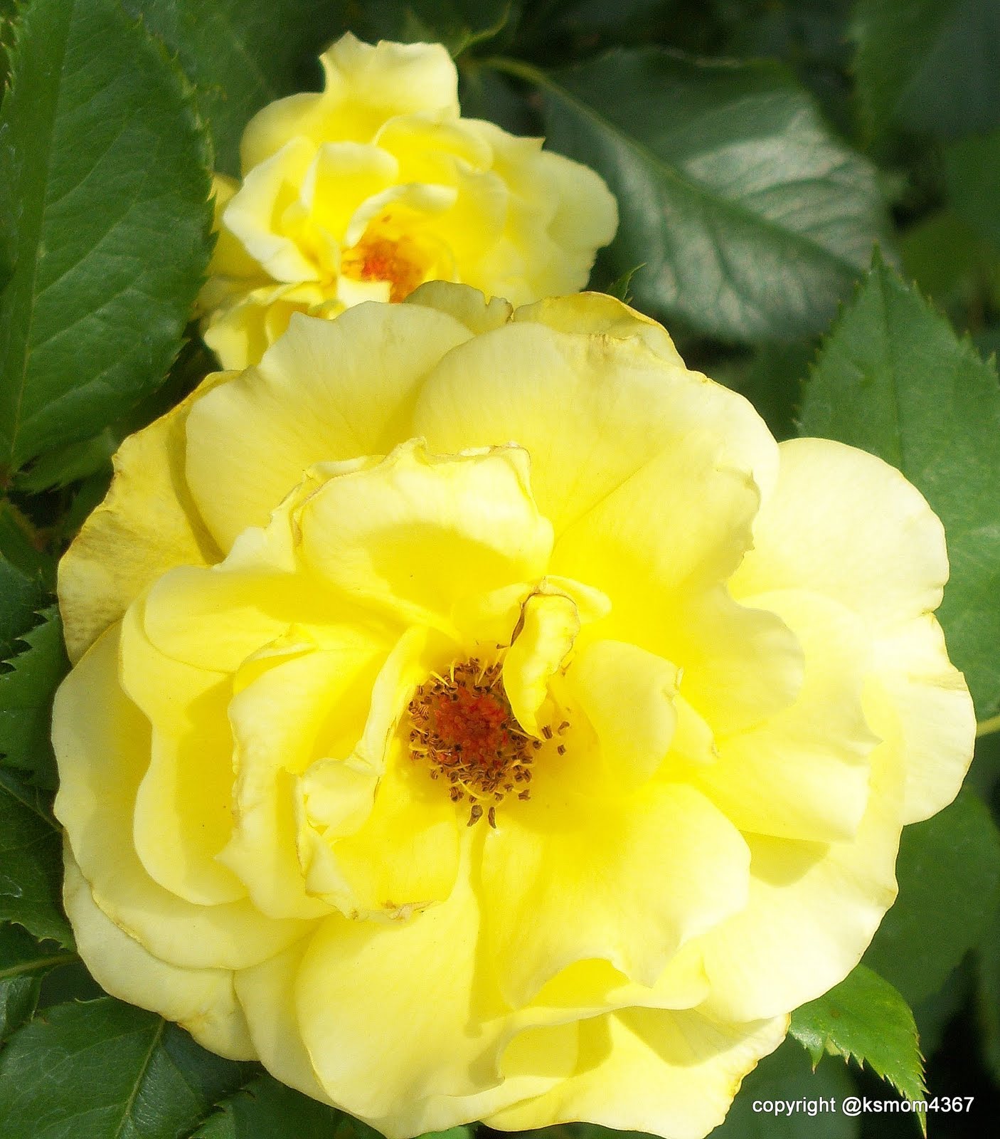 Mountain Mermaid: Friday Flower..