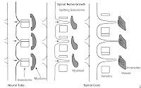 My Backbone: Spine Embryology