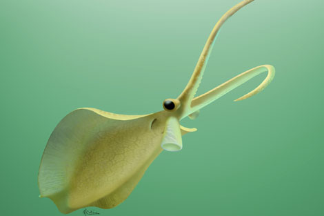 Nectocaris pteryx, un enigmático fósil antepasado do calamar. | Sopa de ...