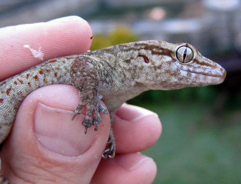 Birdernaturalist: WINGS Tour to Jamaica: Day 4, Port Royal Mountains to ...