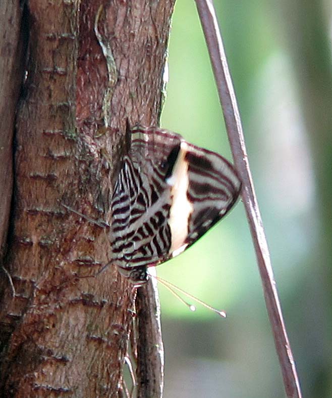 Birdernaturalist: WINGS Tour to Jamaica: Day 5, Marshall's Pen and ...