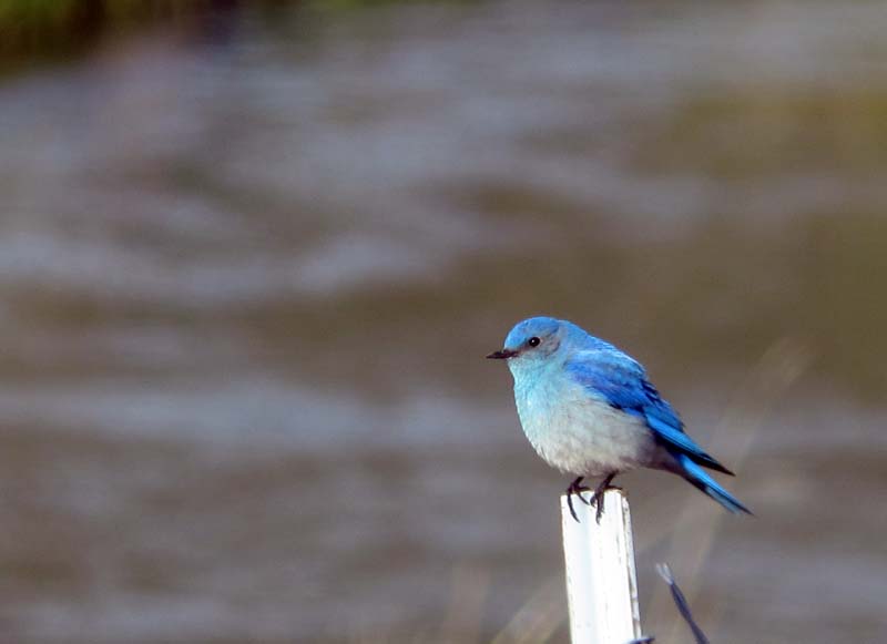 Birdernaturalist: Oregon in Spring WINGS Tour: 375 Miles of Unending ...