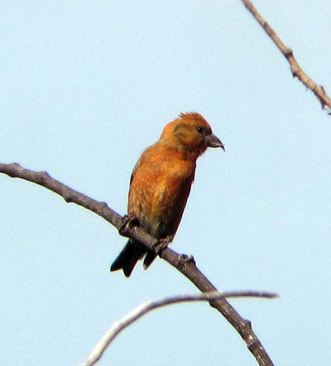 Birdernaturalist: Oregon in Spring WINGS Tour: 375 Miles of Unending ...