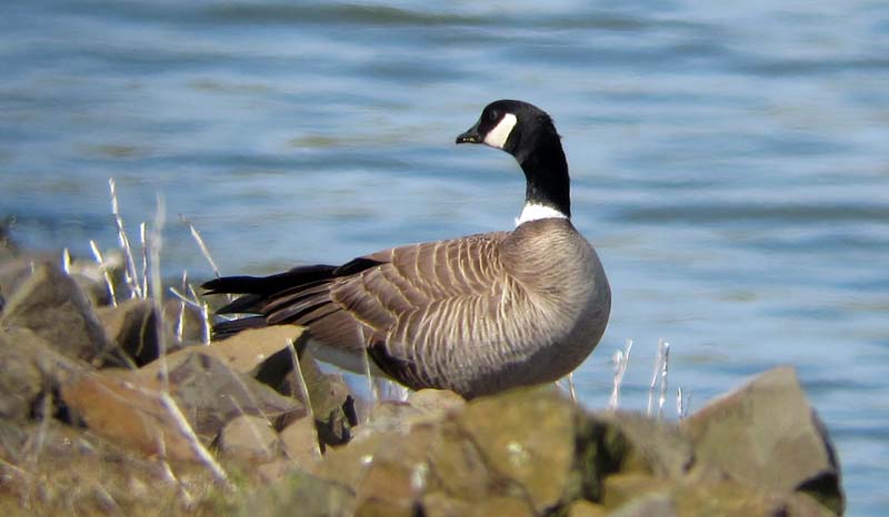 Birdernaturalist: Oregon in Spring WINGS Tour: A Gorgeous Day from ...