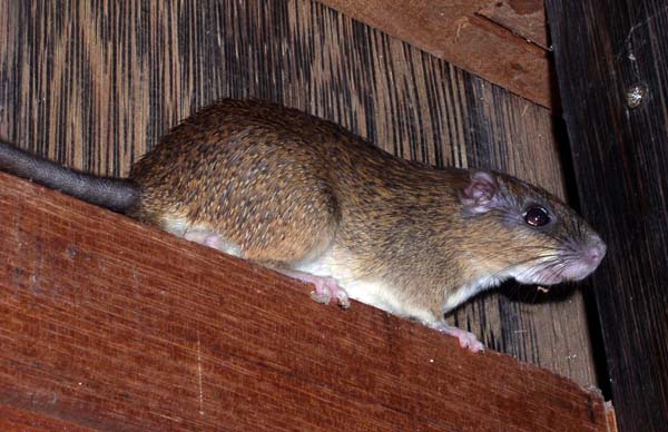 Birdernaturalist: Viscachas to Spiny Rats – A Caviomorph Showcase