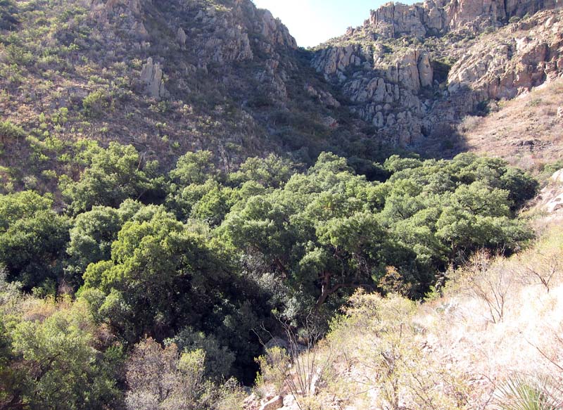 Birdernaturalist: Rock Corral Canyon – A Subtropical Surprise in SE Arizona