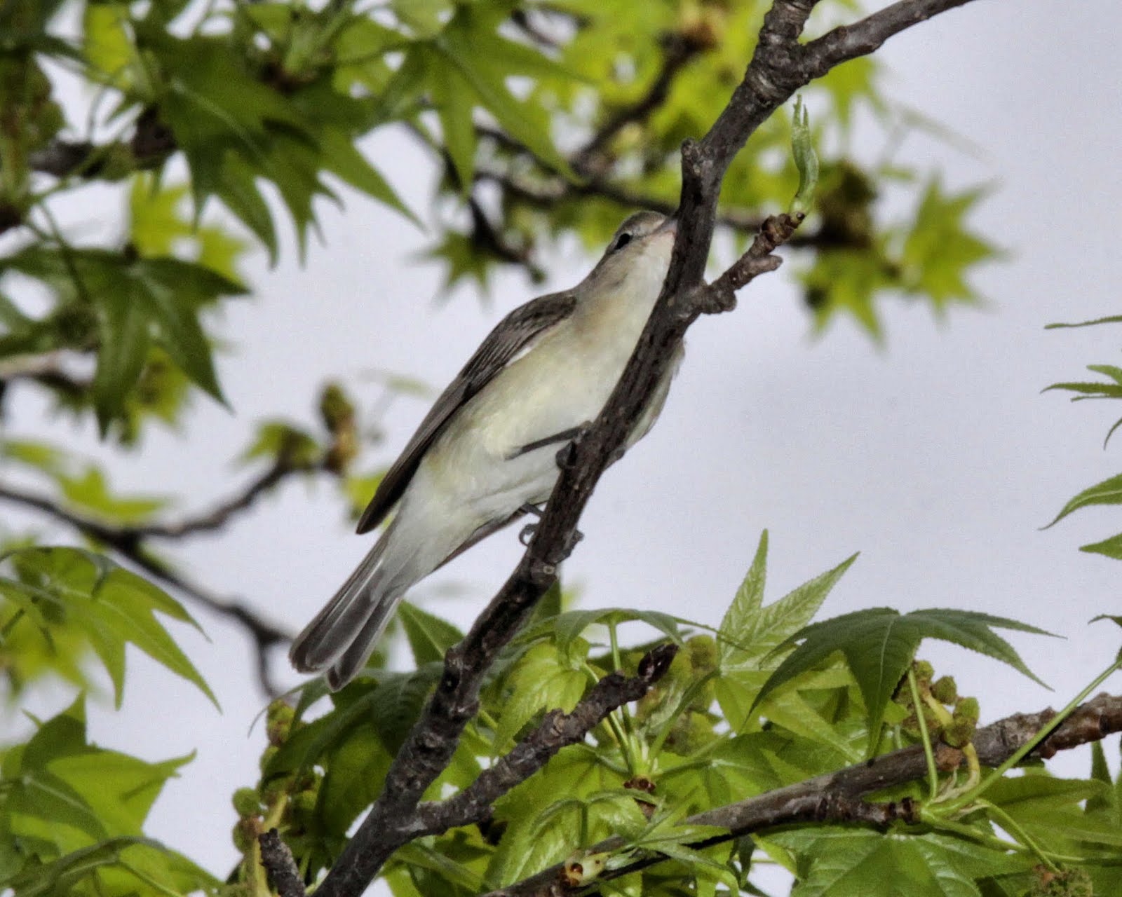 Birds from Behind : 02 May 2010