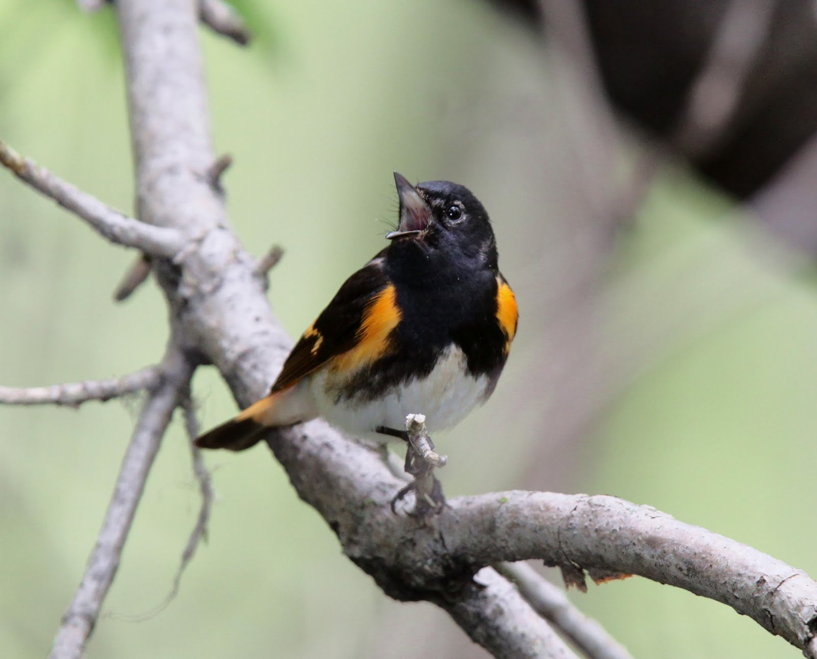 Birds from Behind : 09 May 2010