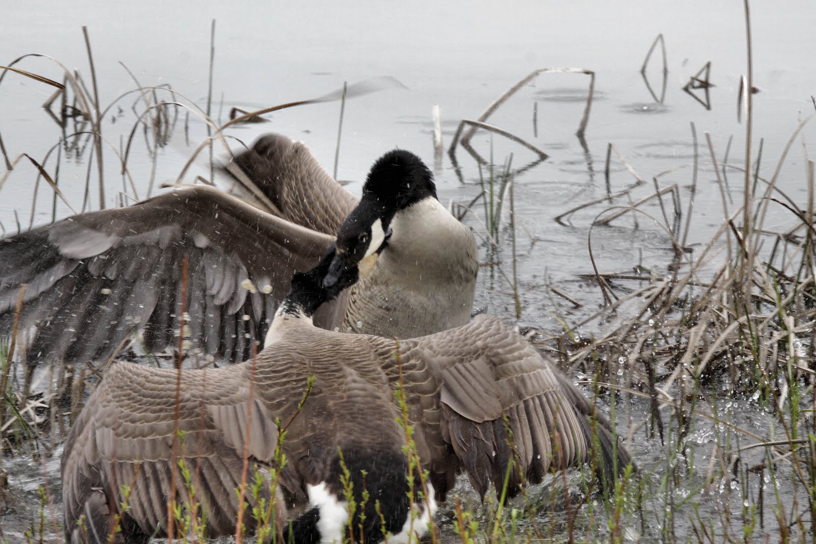 Birds from Behind : Where the term "GOOSED" originated...