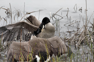 Birds from Behind : Where the term "GOOSED" originated...
