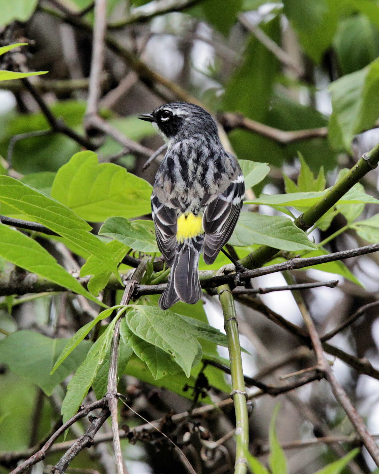Birds from Behind : The May-hem Begins!
