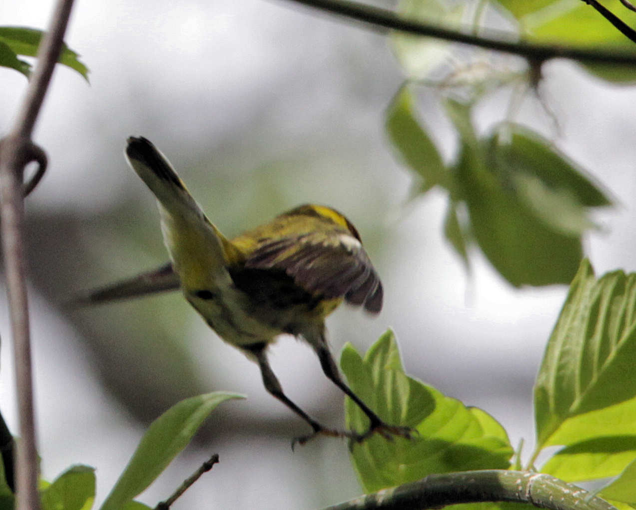 Birds from Behind : The May-hem Begins!