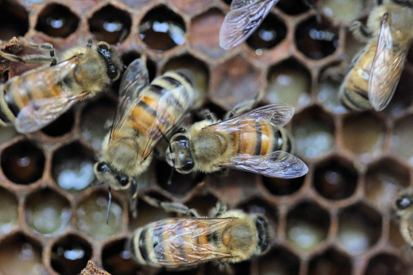 Birds from Behind : The Birds and the Bees...at North Coast...