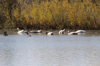 Birds from Behind : 18 October 2009