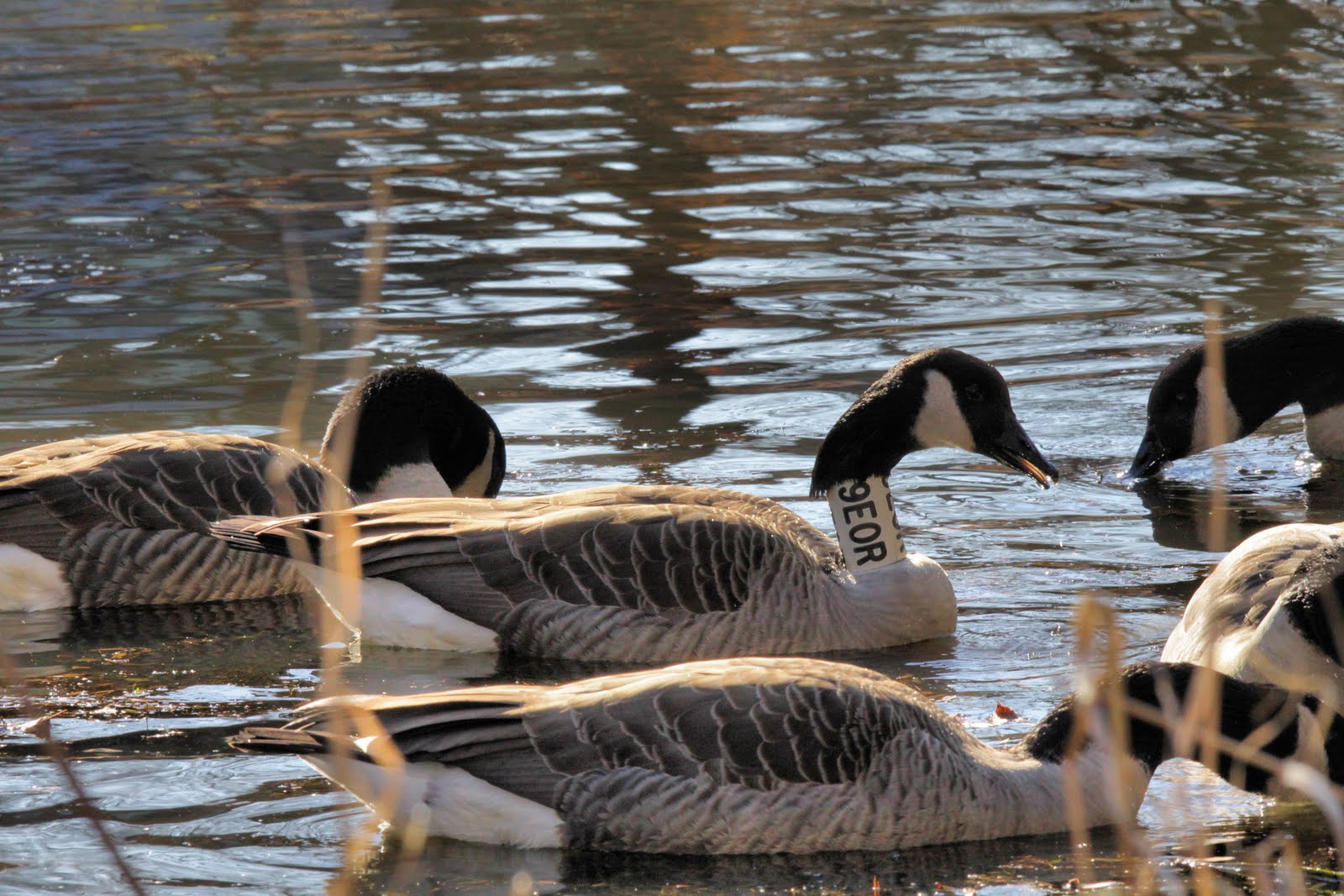 Birds from Behind : 22 November 2009