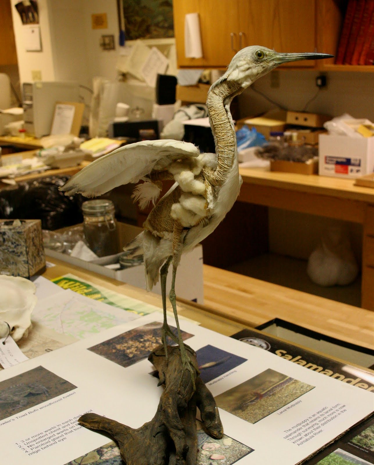 Birds from Behind : 13 June 2010