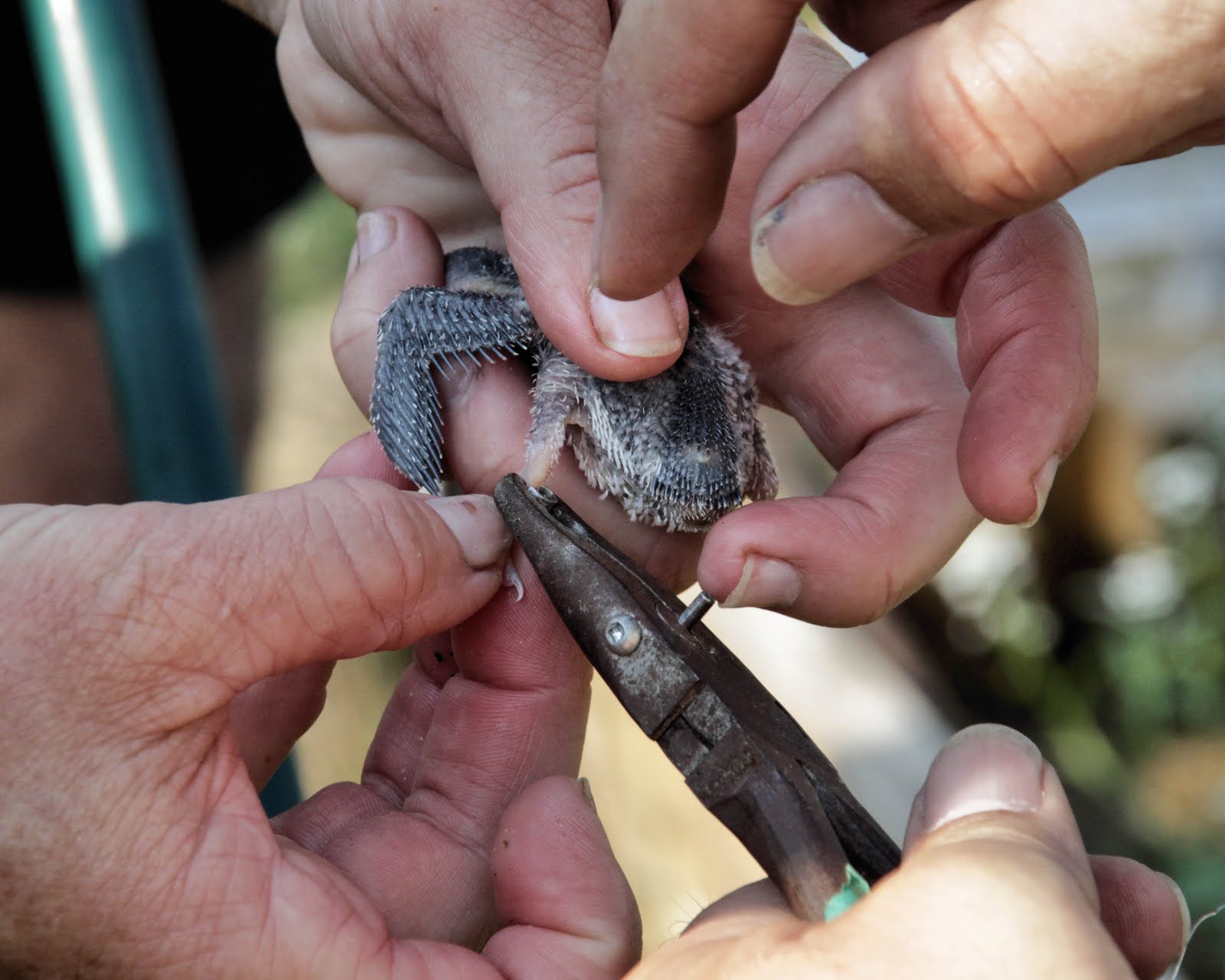 Birds from Behind : Little, tiny babies.