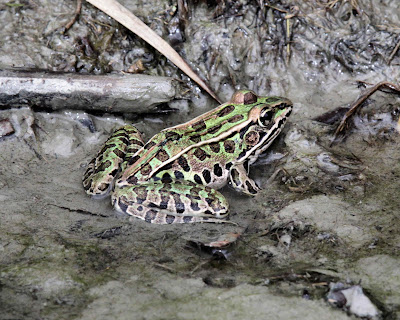 Birds from Behind : I Don't Give A Frogs Fat Fanny!...