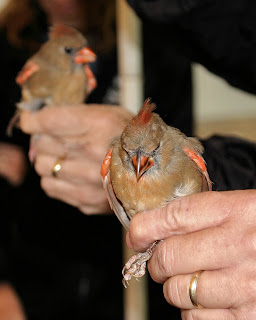 Birds from Behind : Uh...a post on Monday...