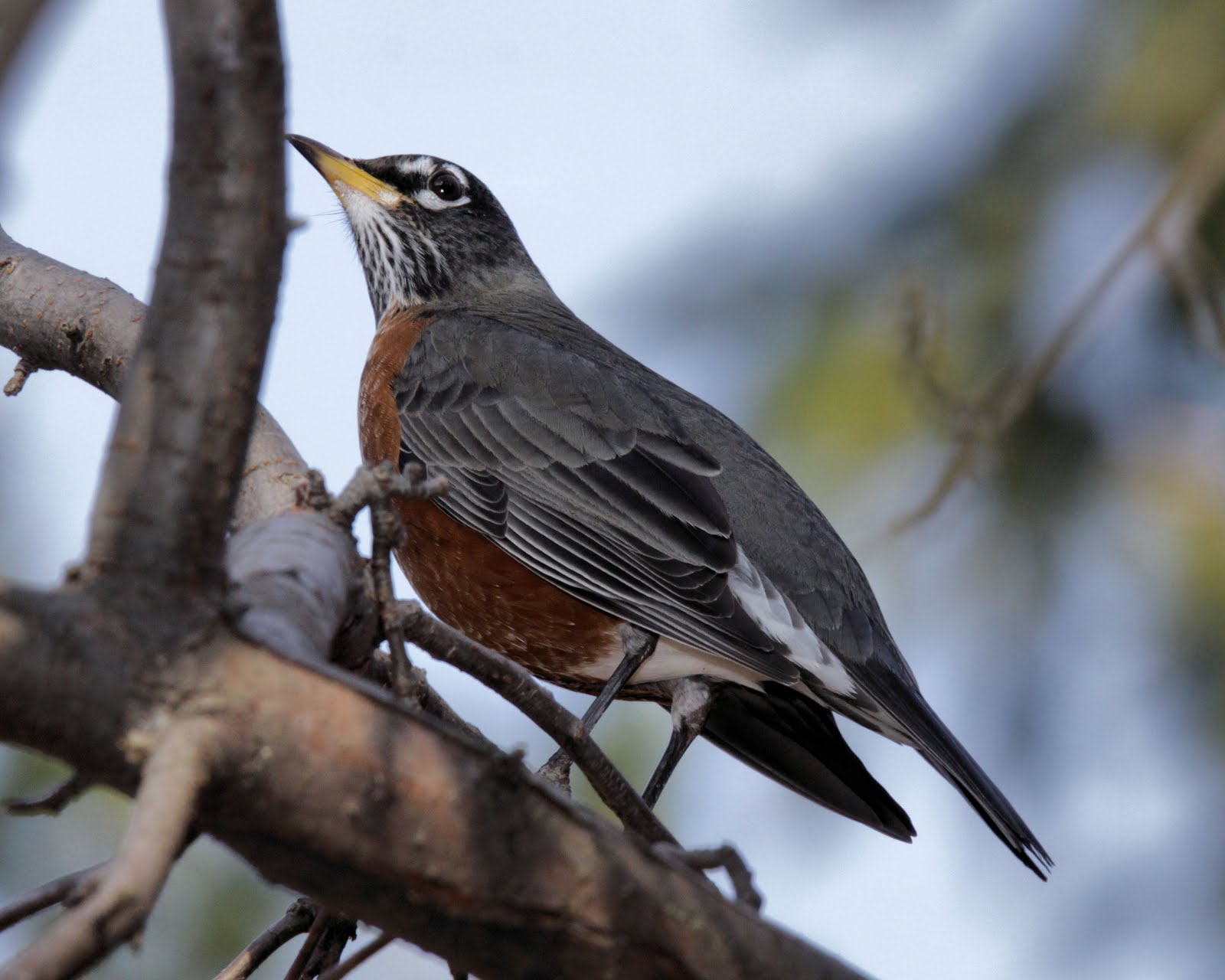 Birds from Behind : 21 November 2010