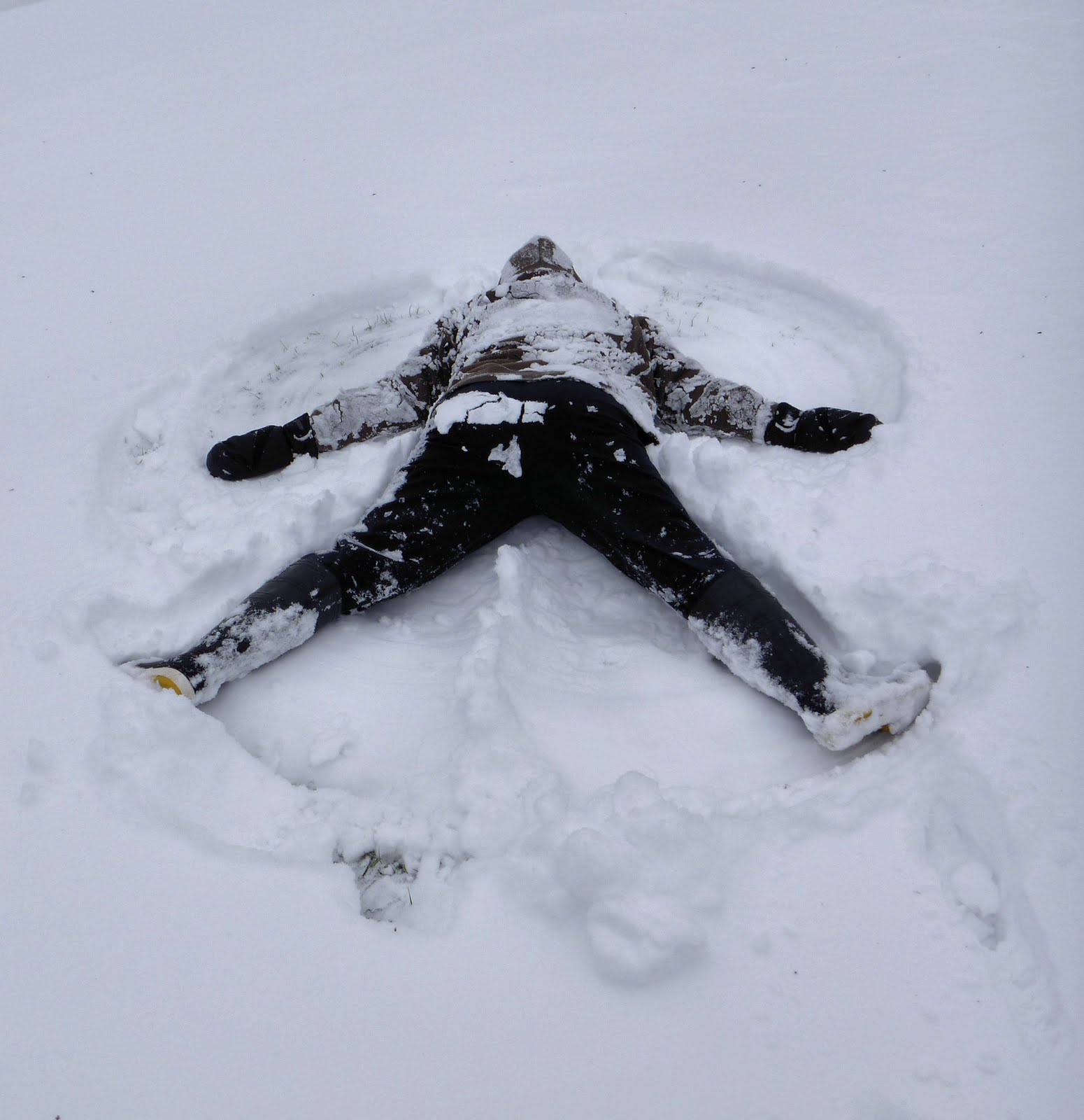 Birds from Behind : 23 January 2011