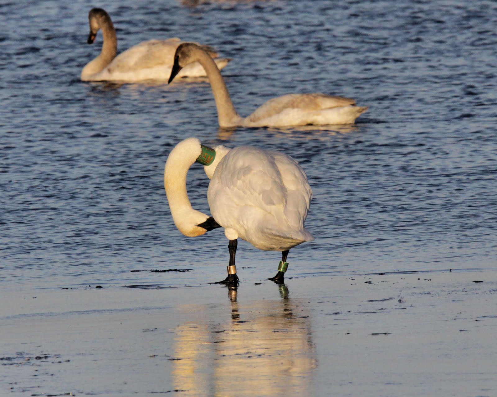 Birds from Behind : Swan Lake...acte deux...?...