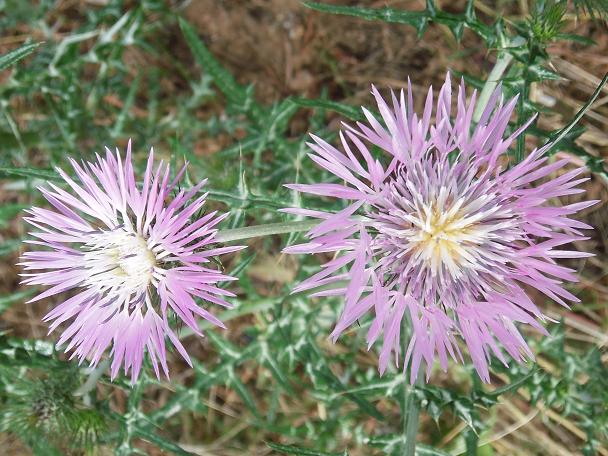 la Sierra de Córdoba en Cabriñana: cardo blanco
