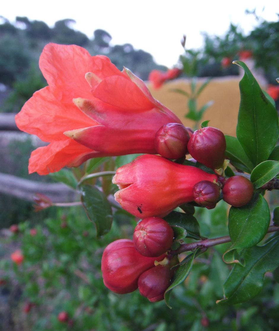 la Sierra de Córdoba en Cabriñana: flor del granado