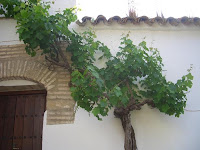 Historia de La Parra: El Origen del nombre de La Parra