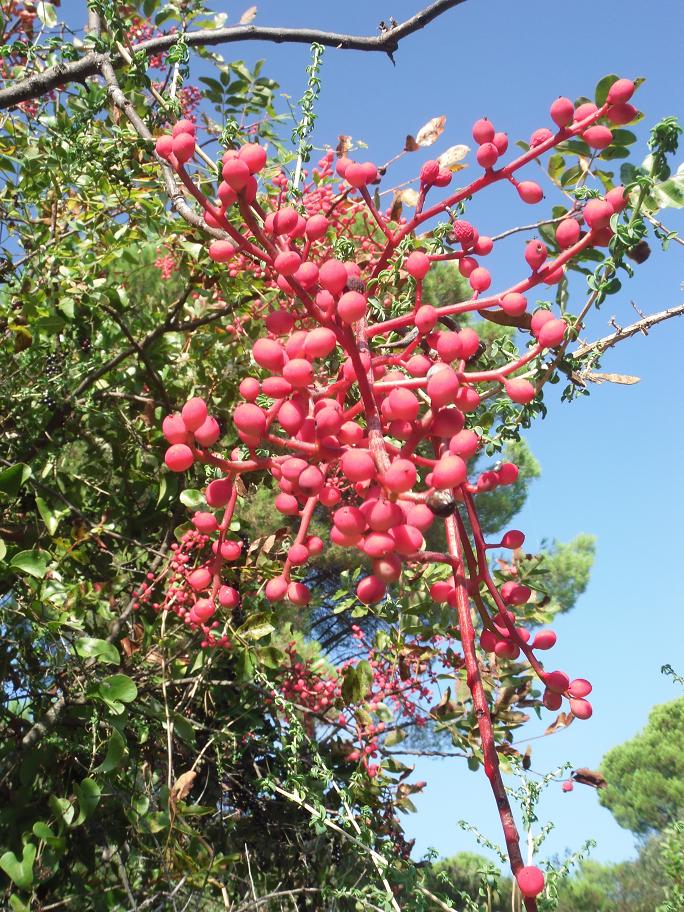 la Sierra de Córdoba en Cabriñana: frutos de cornicabra