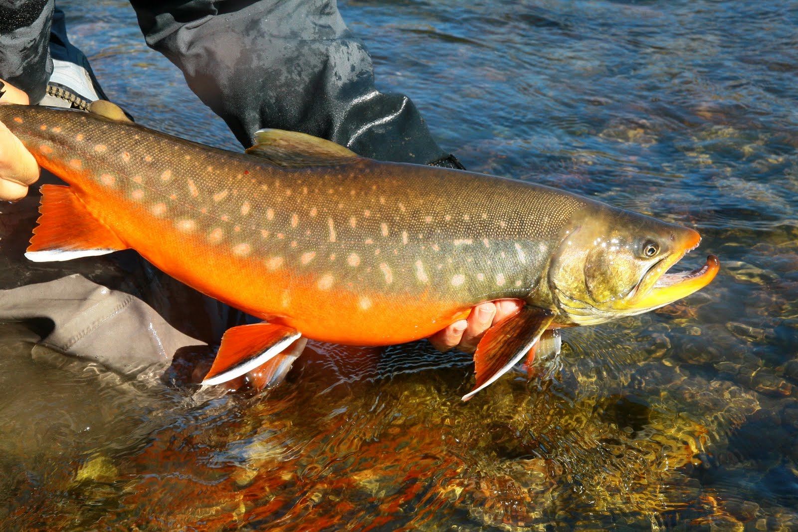 Min mobil blogg!: Bilder från vårat fiske på Grönland!Vi hade ett grymt ...