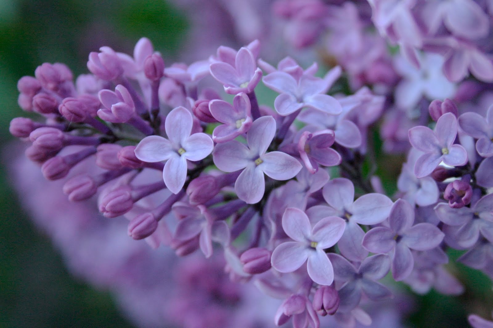 one picture at a time: Spring Lilacs