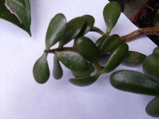 plantas de tradicion cultural tamesis: ARBOL DE PAN