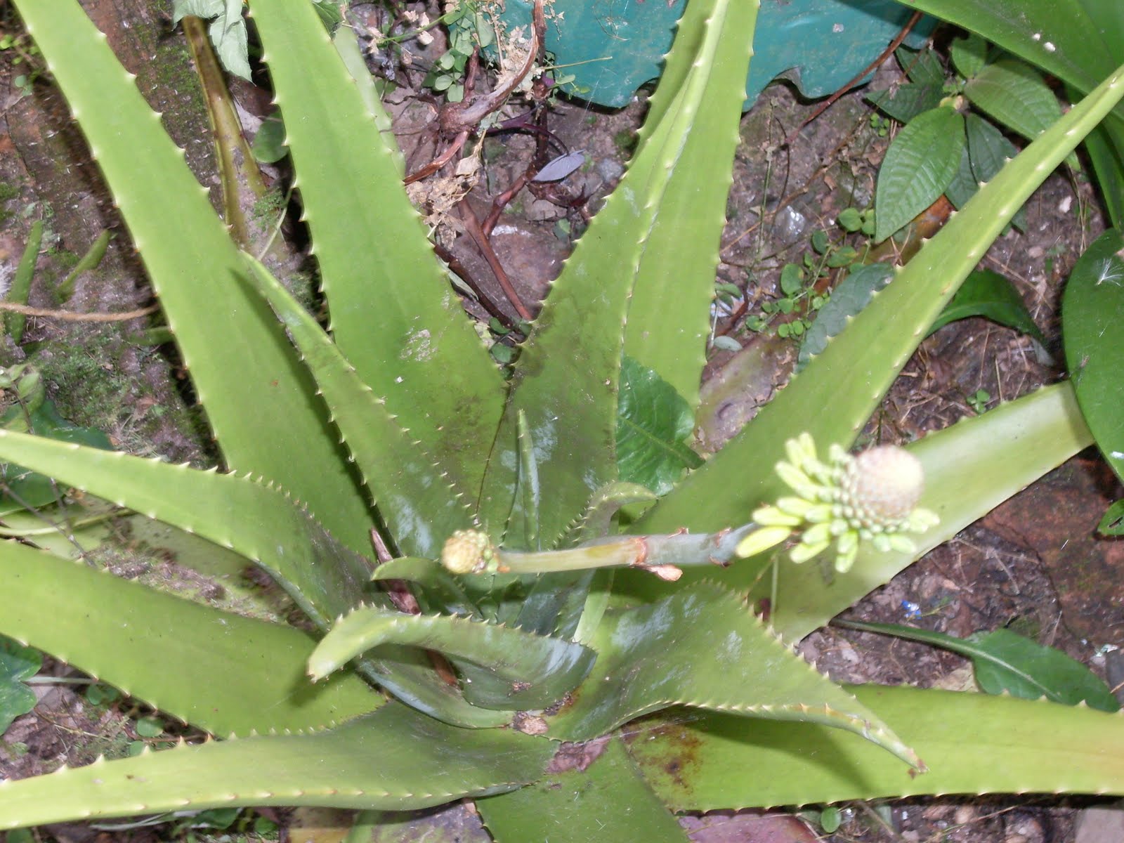 plantas de tradicion cultural tamesis: Penca sabila