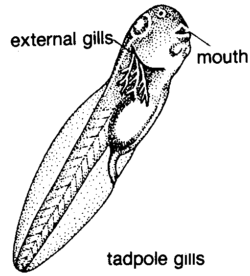 Project at emaze Presentation