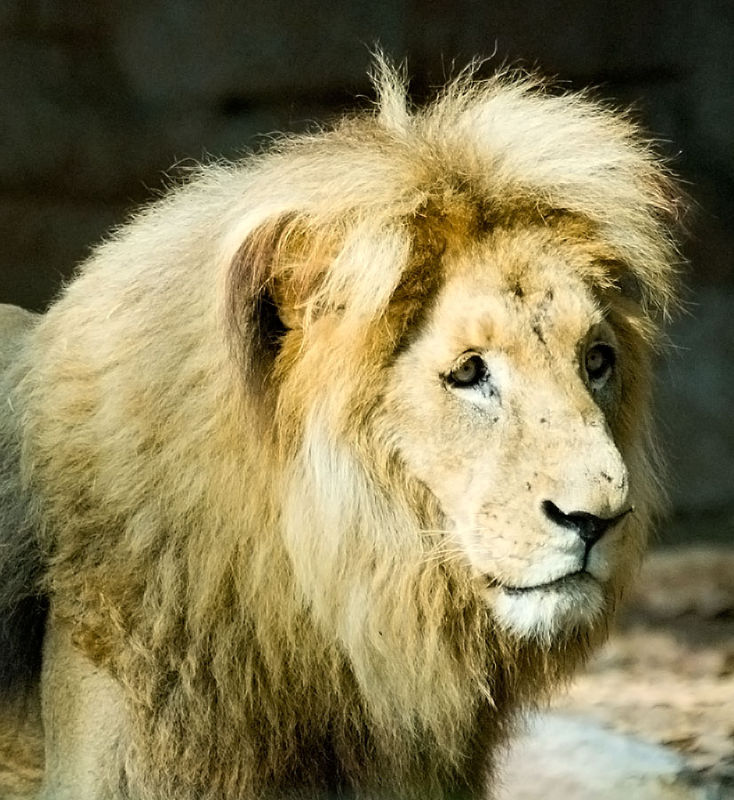 coneixeralsanimals: Els mamífers