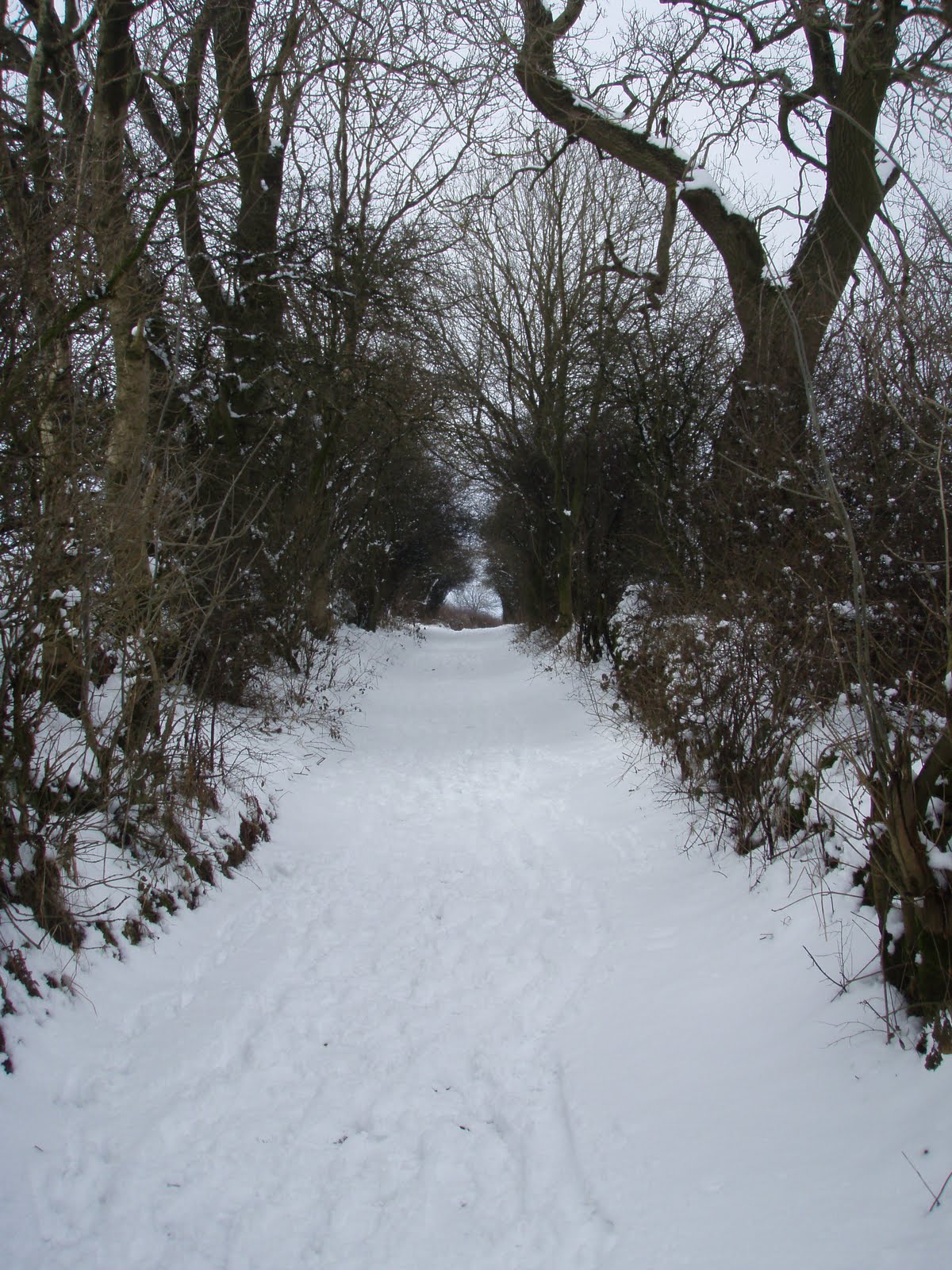 Karen Slatcher: Robin Hood's Stride in the snow