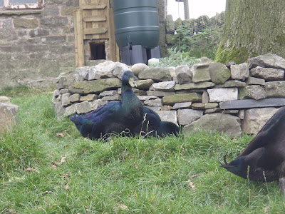 Karen Slatcher: Onecote & Butterton