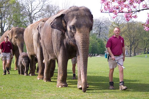 Zoo Jobs: Elephant Keeper - Based at ZSL Whipsnade Zoo