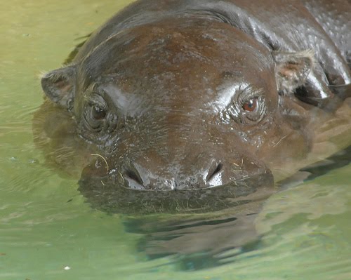 Zoo Jobs: Pygmy Hippo Conservation Strategy Intern