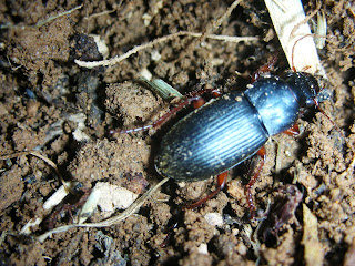 Grow the Change: On Safari