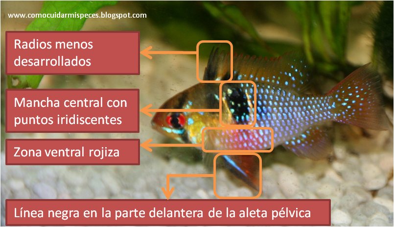 Ramirezi - Microgeophagus ramirezi. Diferencias sexuales en imagenes ...
