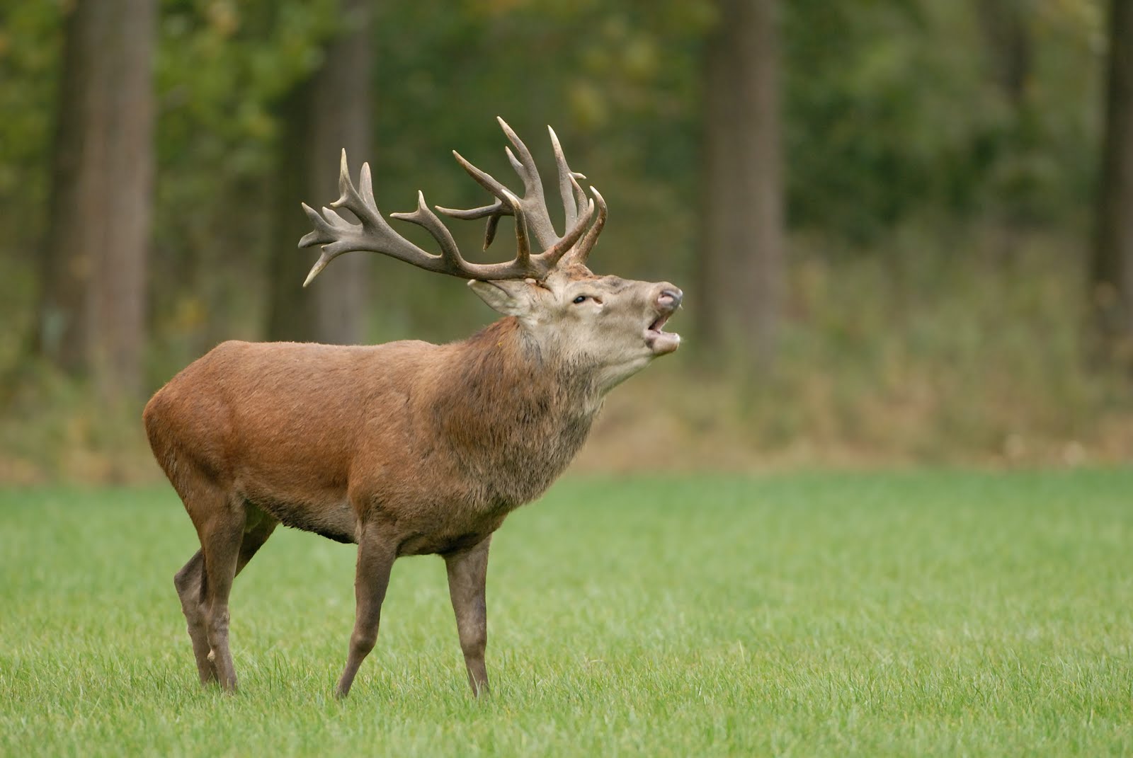 Edelherten in het Weerterbos: Persbericht