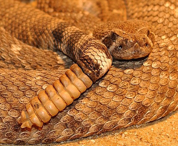 Blog do Edu Ambiental: Cascavel