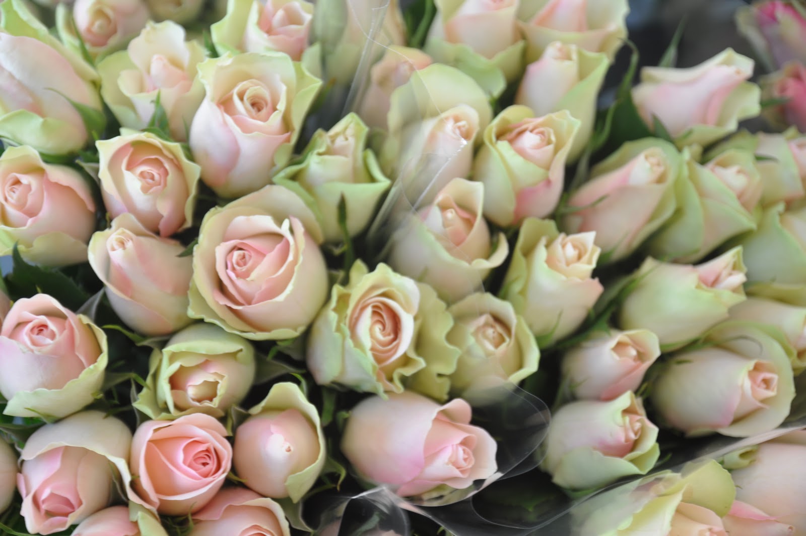 Floriss Svelvik: Ukens tilbud: 20 vakre roser 99,-