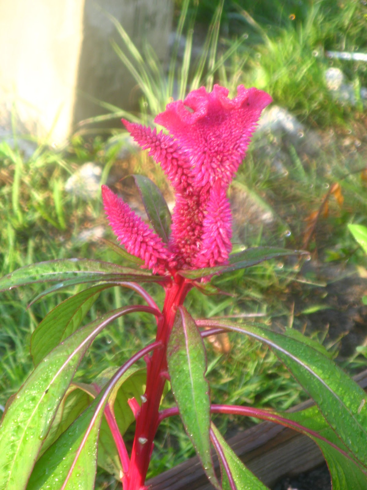 Alasandra's Homeschool Blog: Carnival of Homeschooling ~ Alasandra's Garden