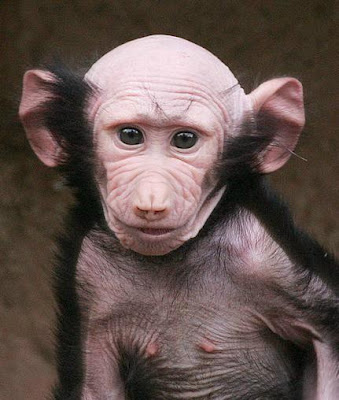 Nice WoW Pics: Funny Bald Monkey