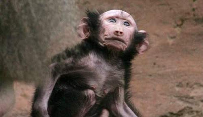 Nice WoW Pics: Funny Bald Monkey